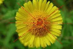 "PIENSO EN VERDE": Simetría en botánica