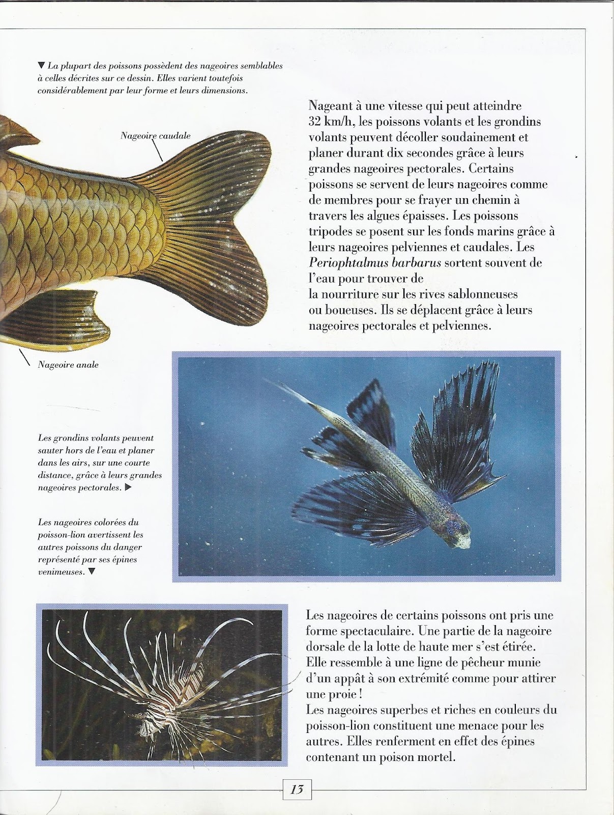 Leçons de choses: Qu'est-ce qu'un poisson ? (Robert Snedden)