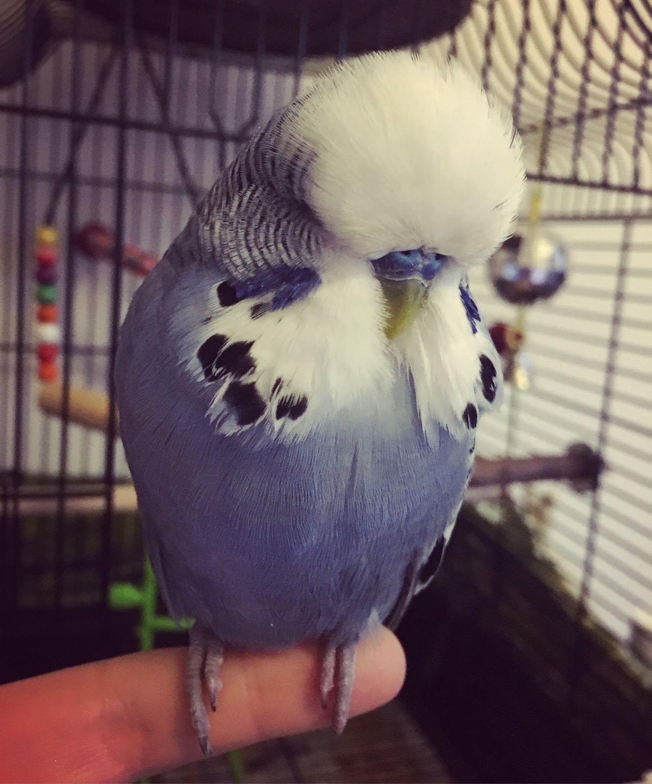 A Little Budgie Told Me: 15. OSCAR!!