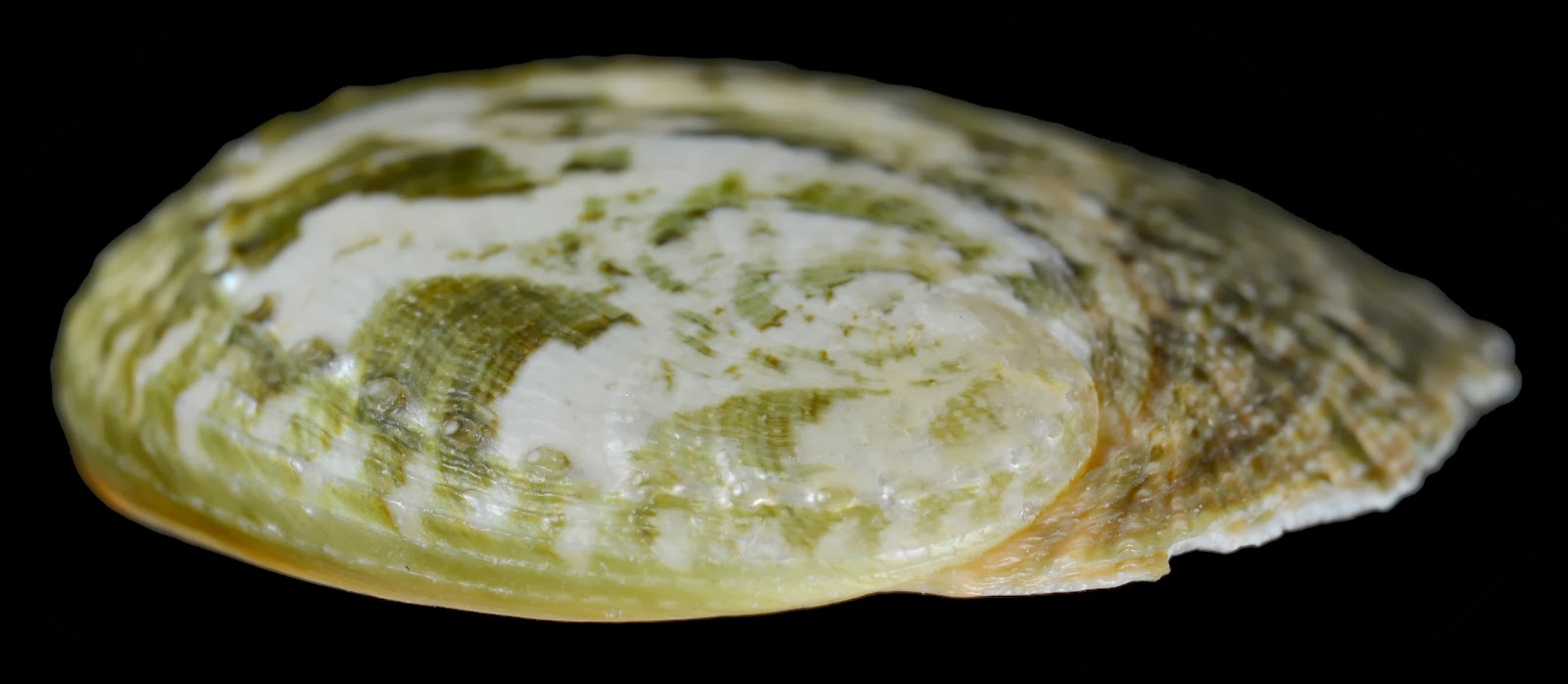 Dr. Lee's Gallery Museum: Haliotis glabra 36.39mm 菲律賓鮑螺