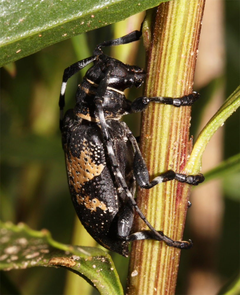 Cuyamaca Woods Mountain Journal: 2013