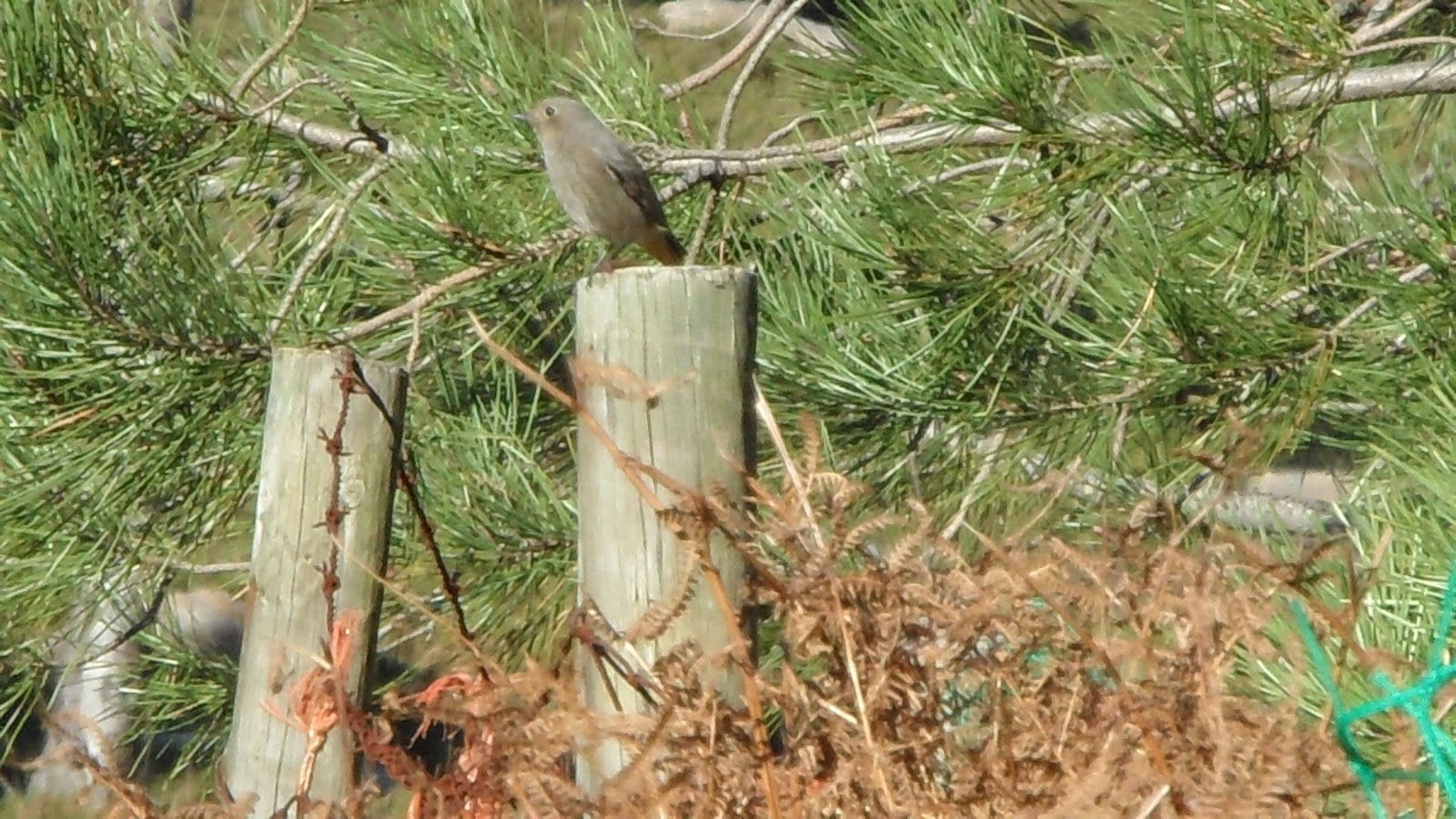 Cuaderno de una bióloga de bota: 2012