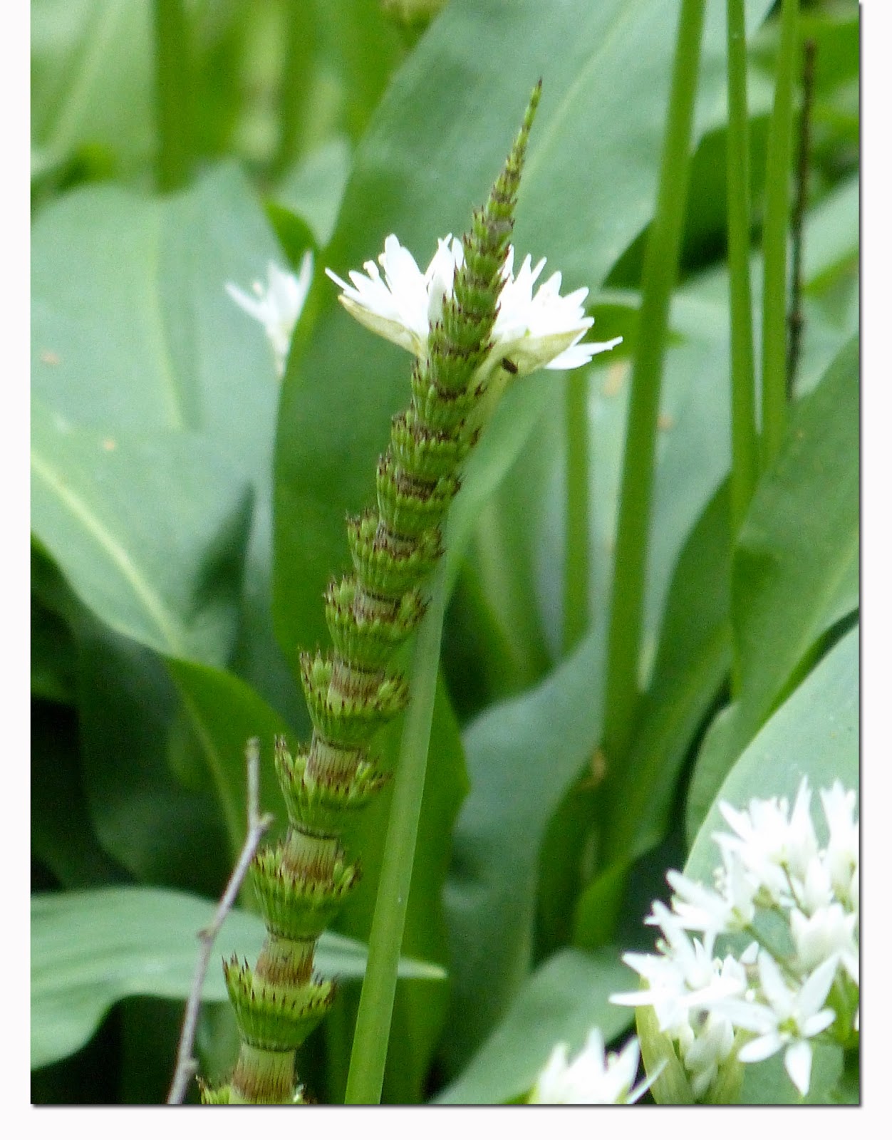 Wild and Wonderful: May 2013