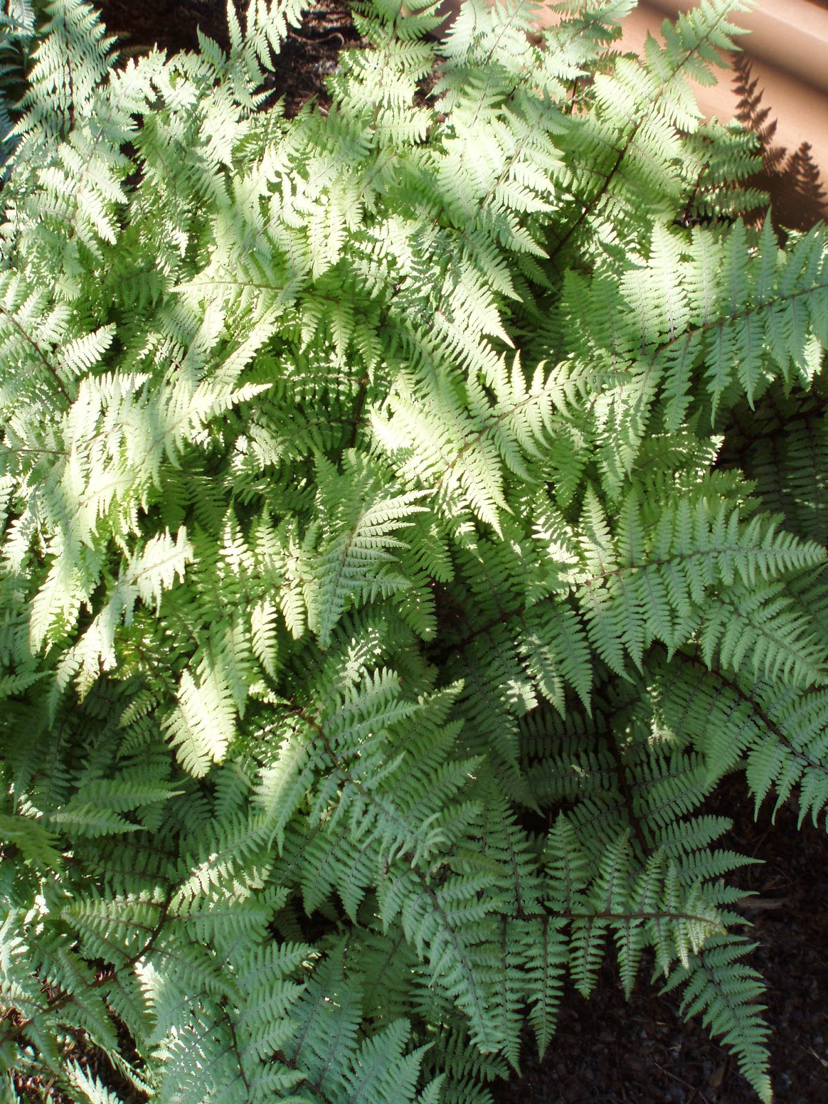 Ghost Fern - A Solid Performer - Rotary Botanical Gardens