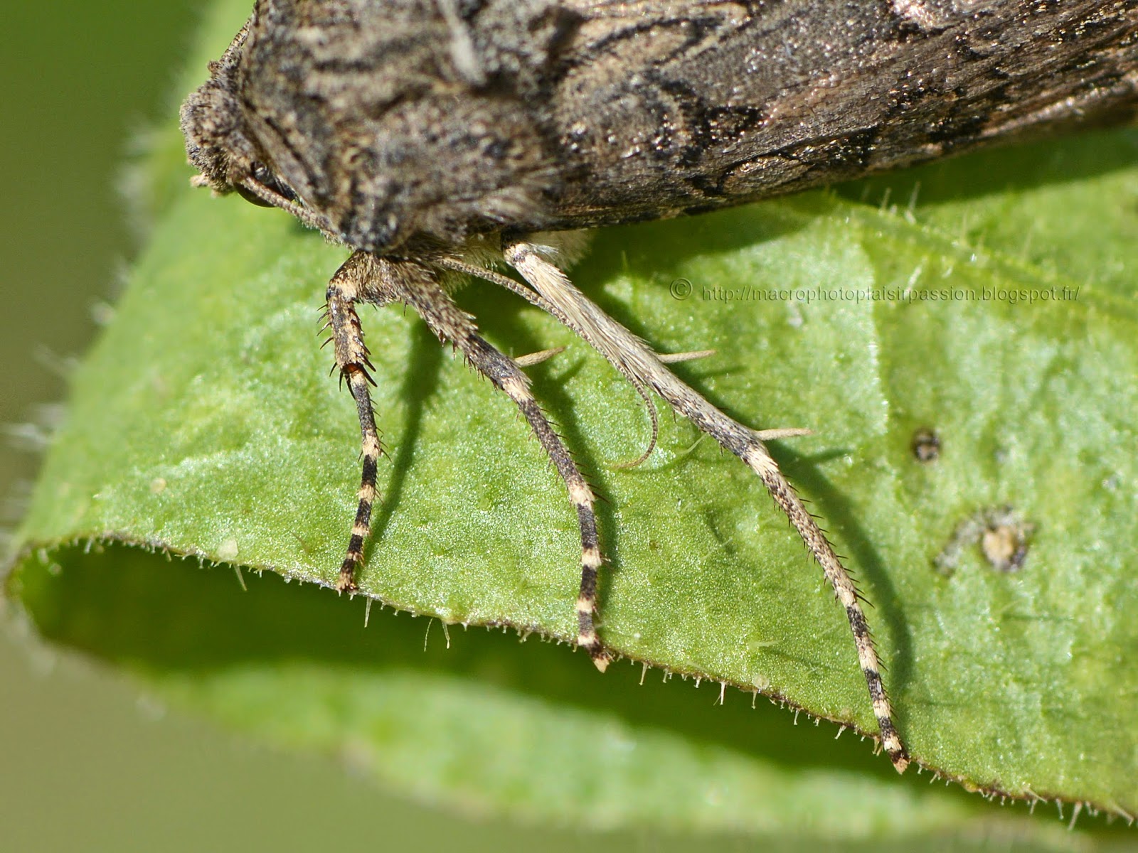 Macrophoto plaisir passion: La Noctuelle trapue, Agrotis bigramma