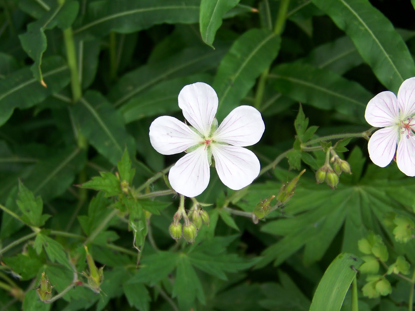 Our Nature: The Flowers at the Maroon Bells
