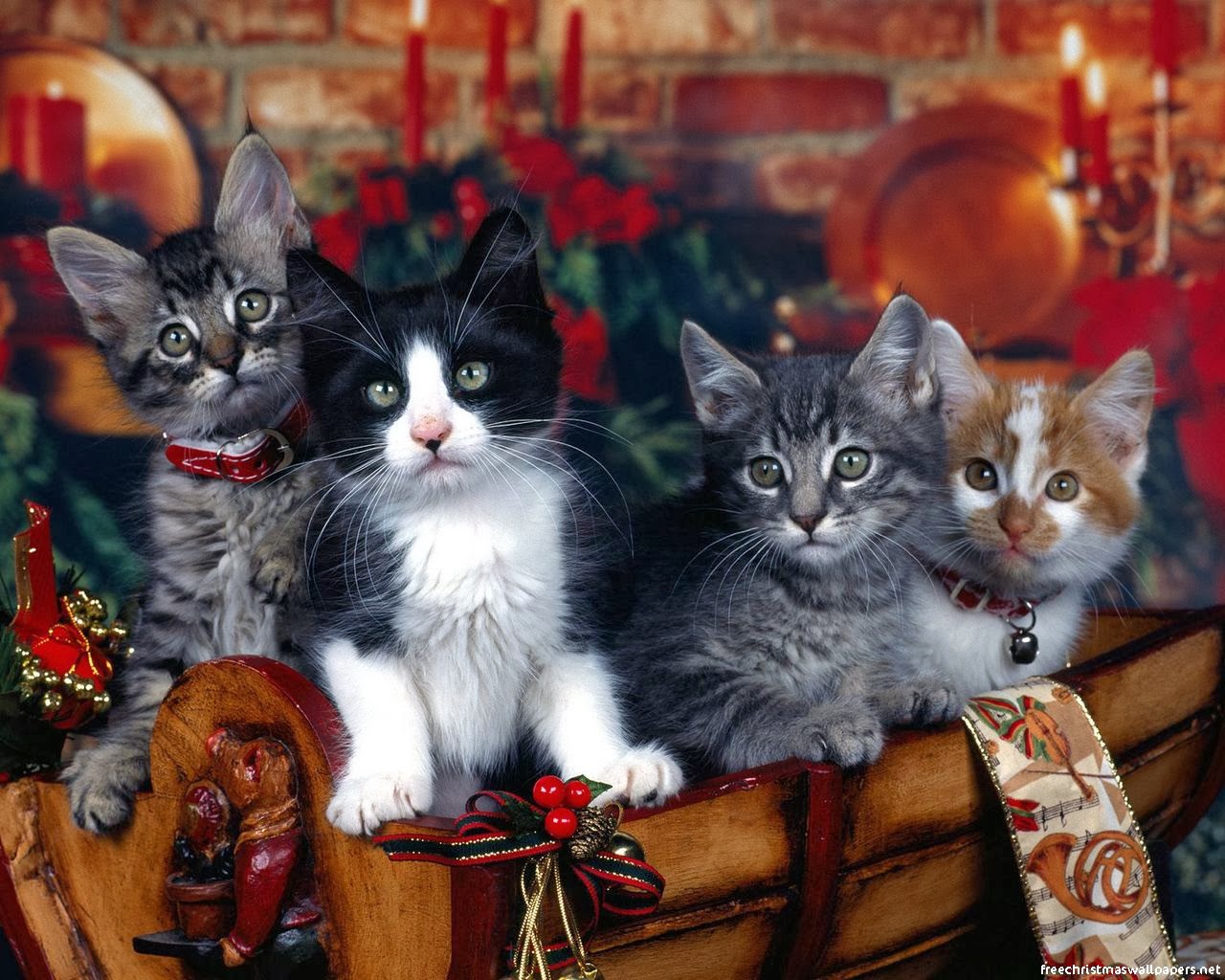 Cat Christmas gift wallpapers - beautiful desktop wallpapers 2014