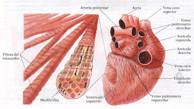 EL CORAZON - TU TAREA