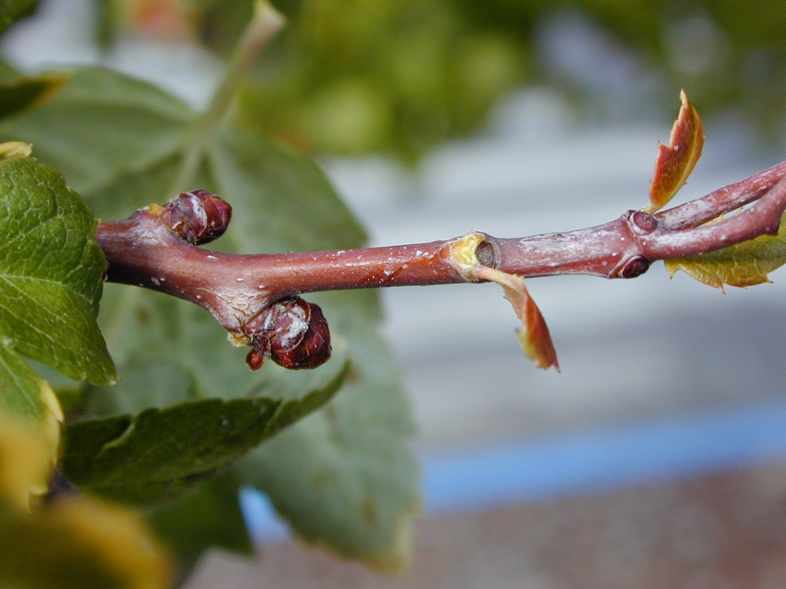 Trees of Santa Cruz County: Crataegus laevigata 'Paul's Scarlet' - Paul ...
