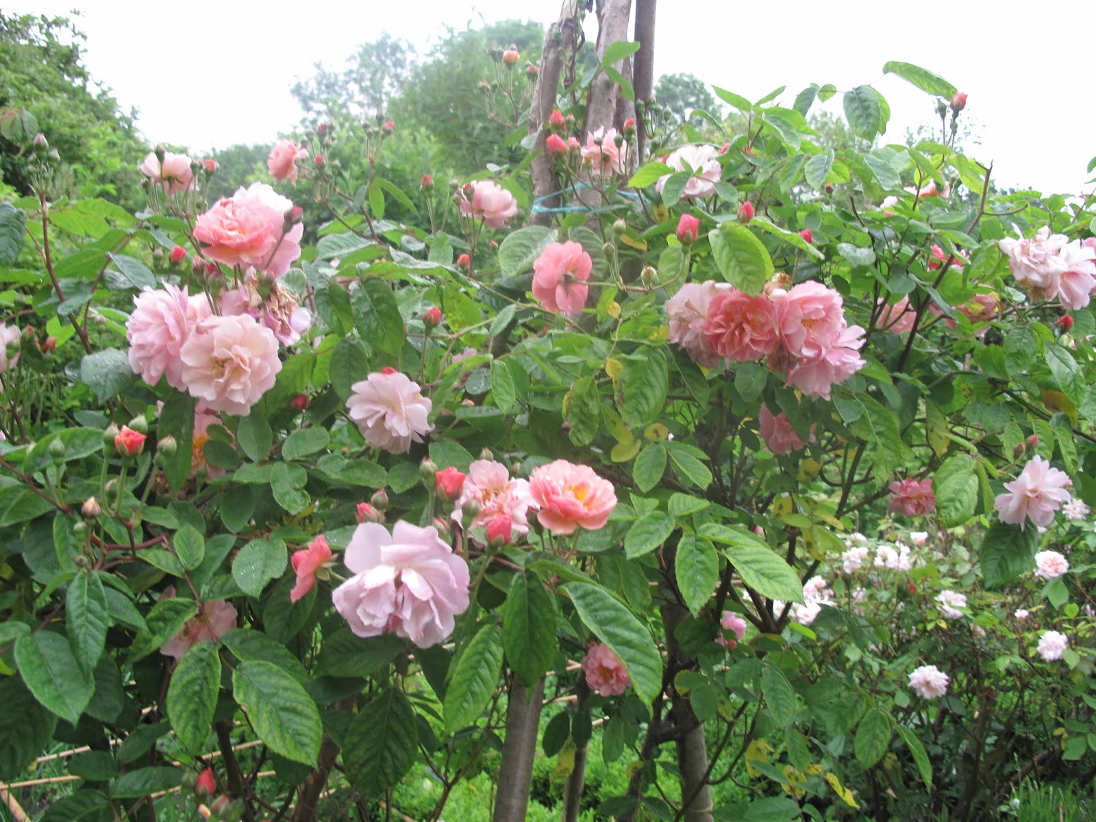 Joanne's Cottage Garden: THE START OF THE ROSE FLOWERING SEASON