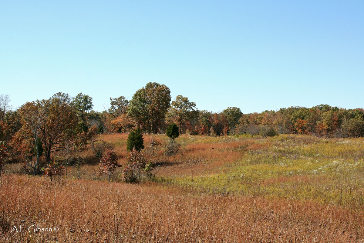The Buckeye Botanist: Ode to Ohio's Prairies: Bluegrass Region (Part I)