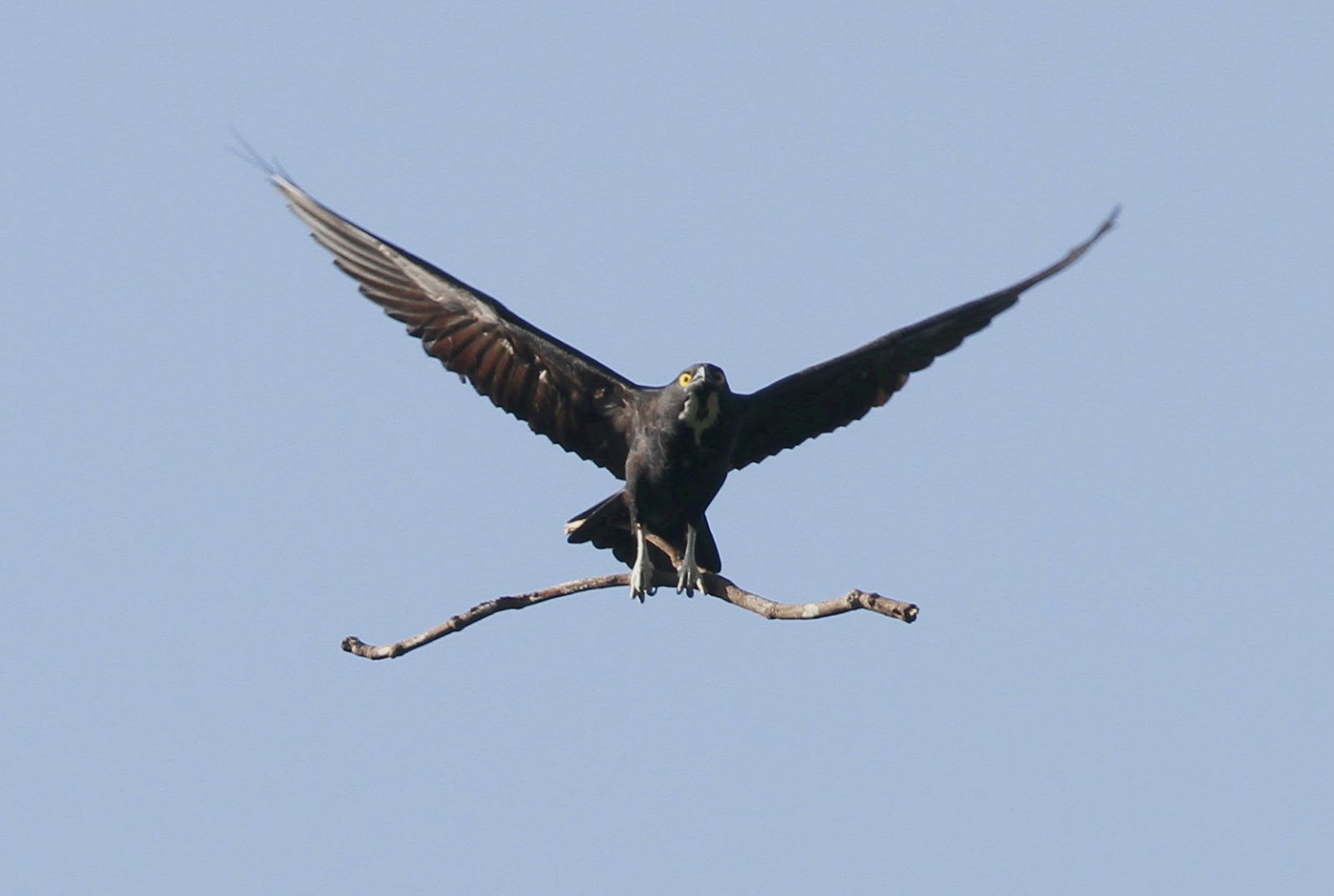 Mike is the name Birding is the game ( Birding in Malaysia - Malaysian ...