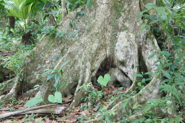 Awesome Bulusan!: Pili: Bicol's Heritage Flora