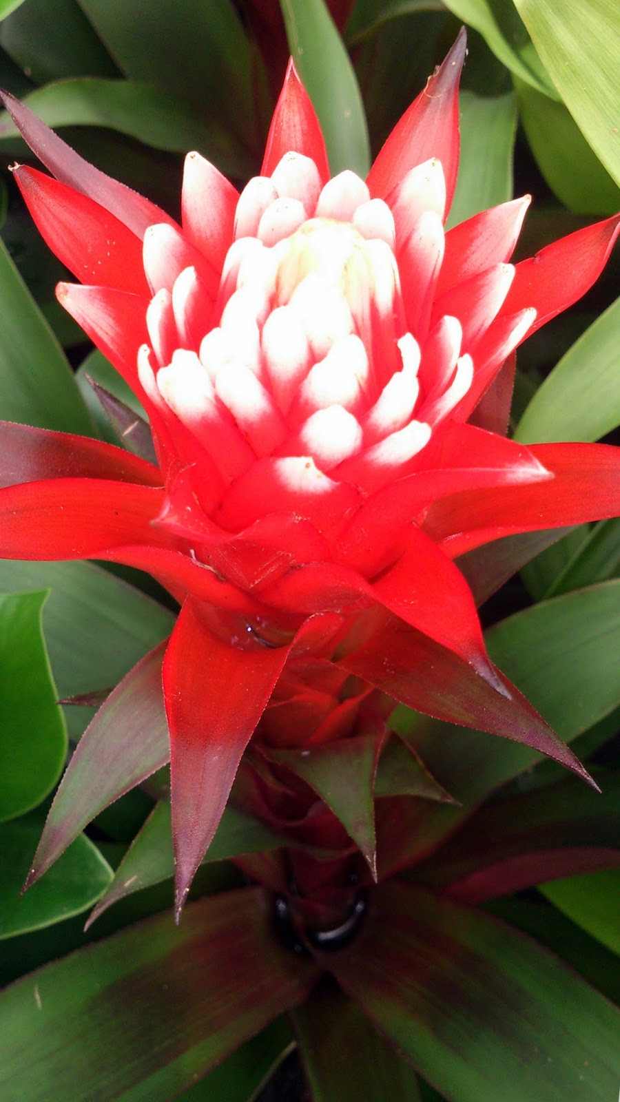 Vademecum Interesting Plants: Guzmania