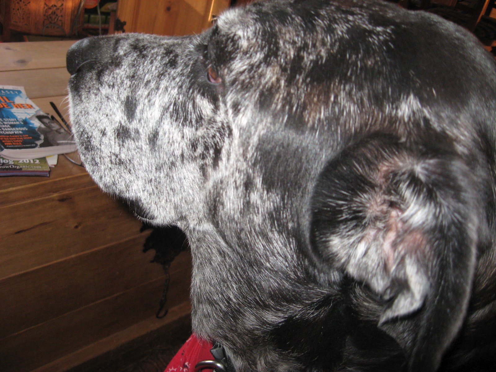 Dog Cancer Natural and Alternative Treatments: Lucy Nasal Cancer Status ...