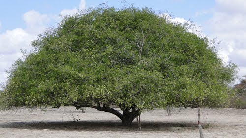 Umbu - Spondias tuberosa