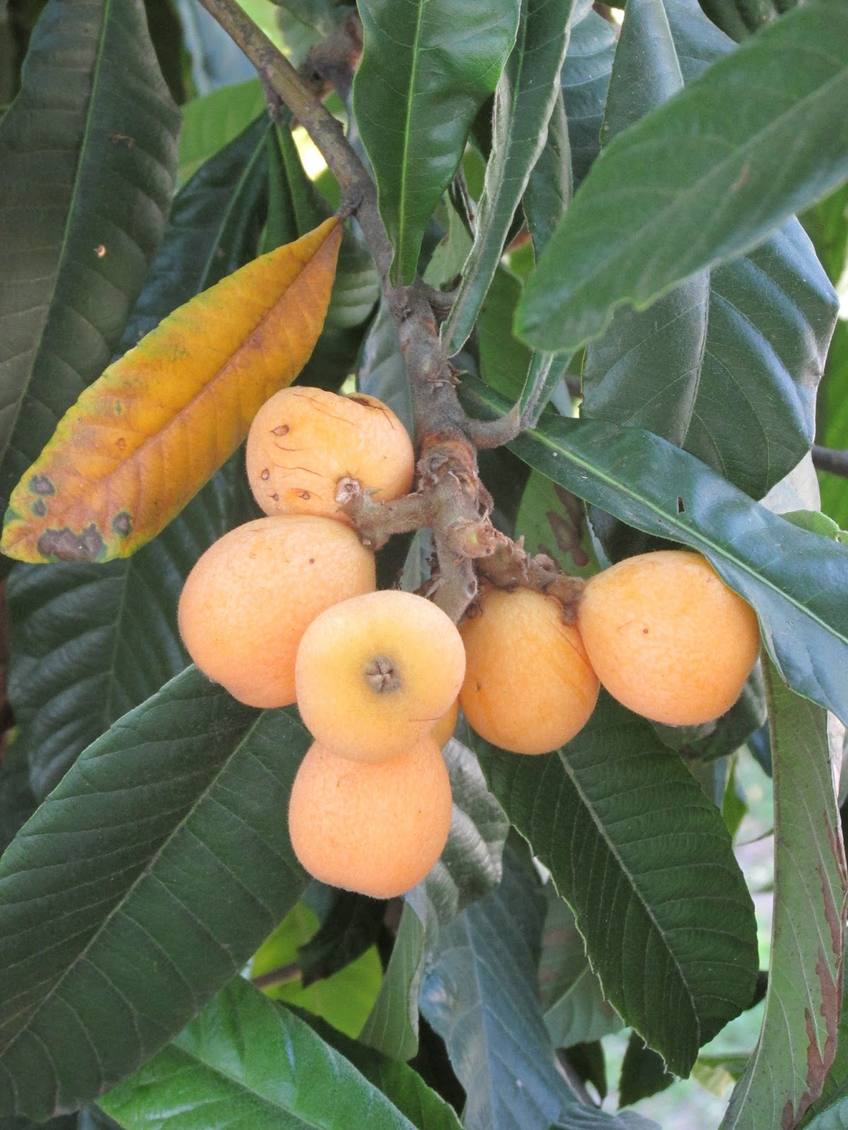 Voice In The Wilderness: Getting to Know the LOQUAT