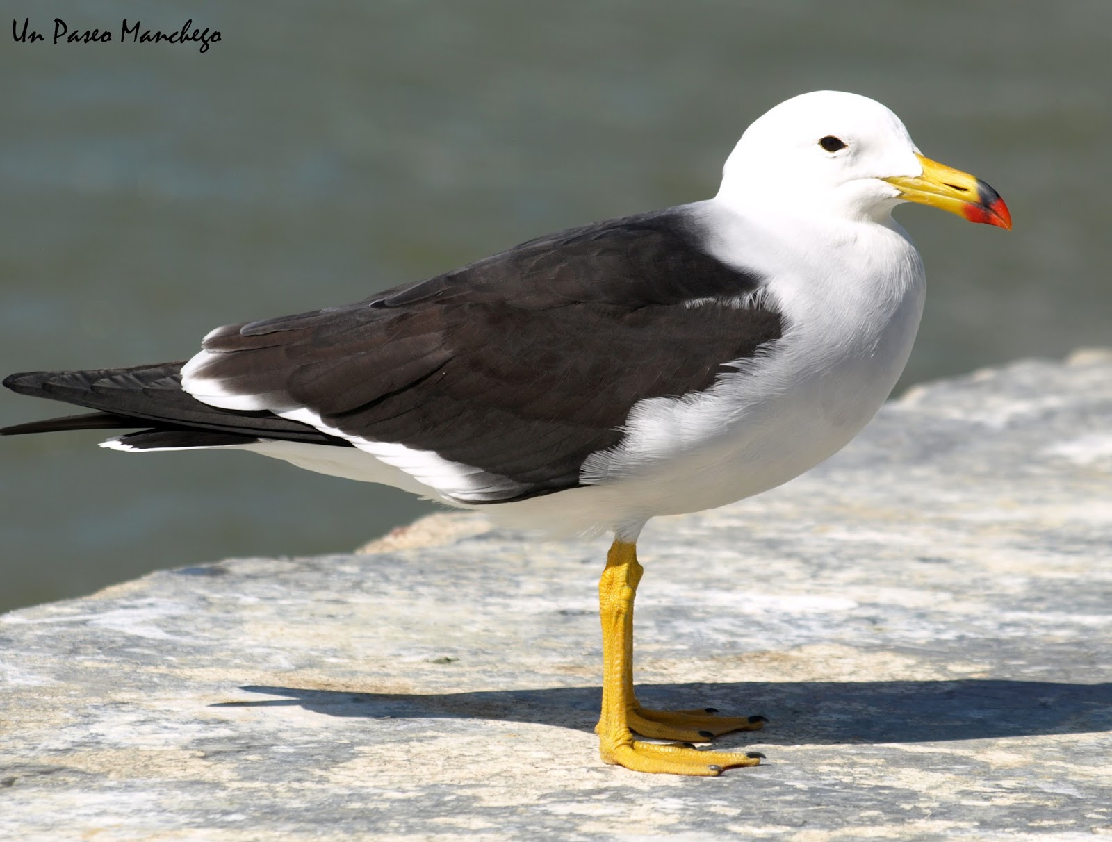 Un Paseo Manchego: Gaviota peruana; Larus Belcheri.