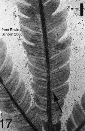 In the Company of Plants and Rocks: All My Relatives are Miocene Fossils