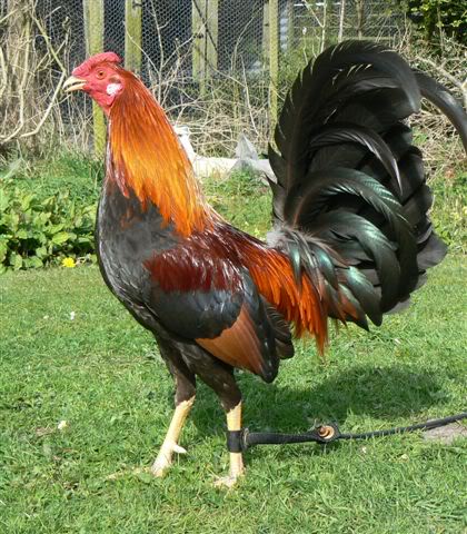 Breed Savers: Standard Old English Game Fowl