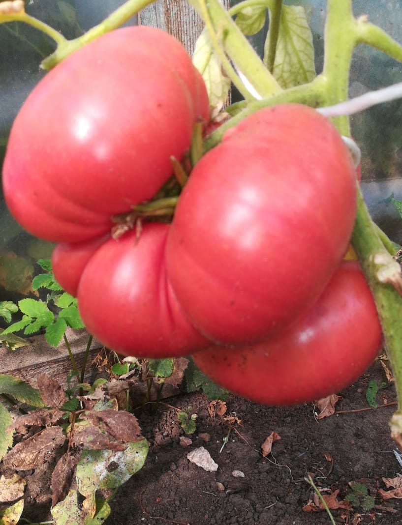 Tomātu Oāze: Rozā tomāti