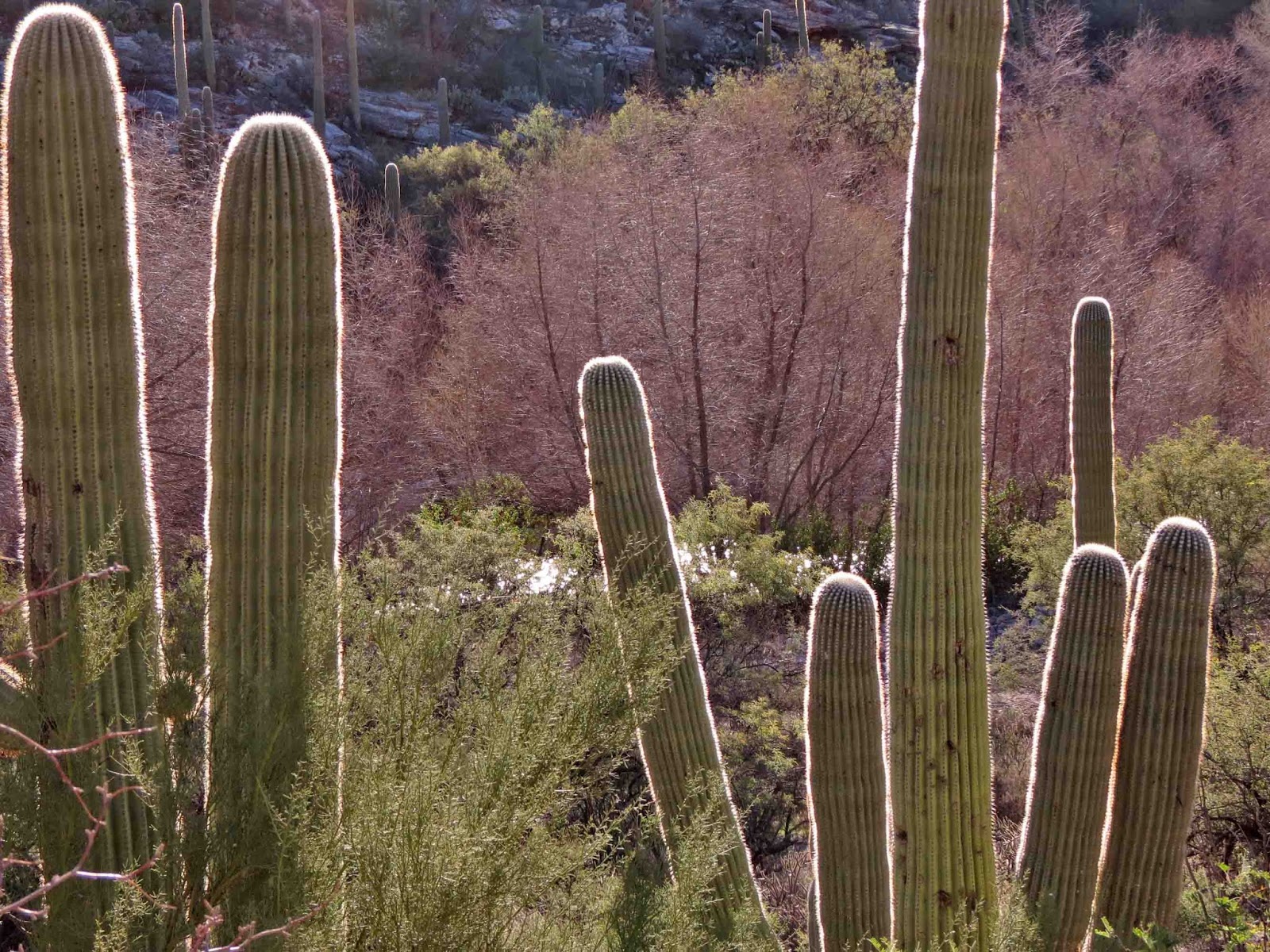 Desert Colors: February 2015