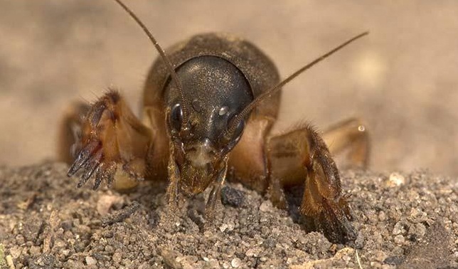 TYPES OF INSECTS : African Mole Cricket