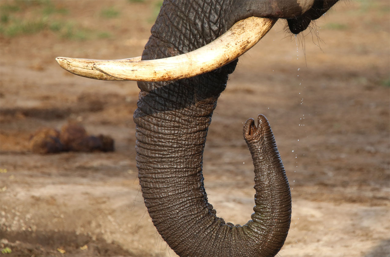 Slurf Olifant