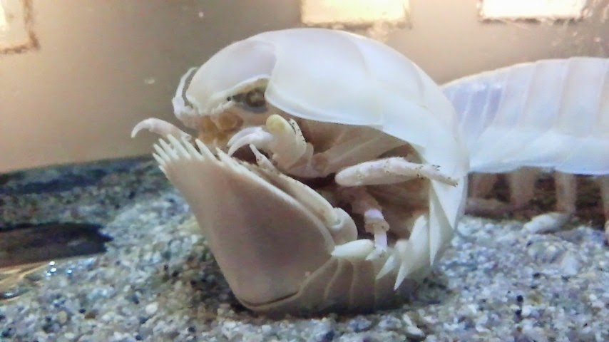 The Echinoblog: 5 EPIC Deep-Sea Giant Isopod (Bathynomus) Observations ...