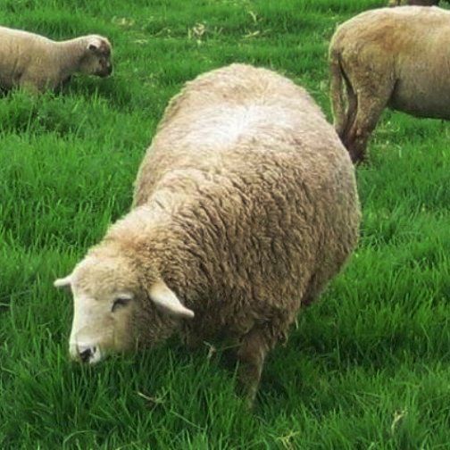 Supriyadi: Domba Texel/Dombos Domba Pedaging Unggul