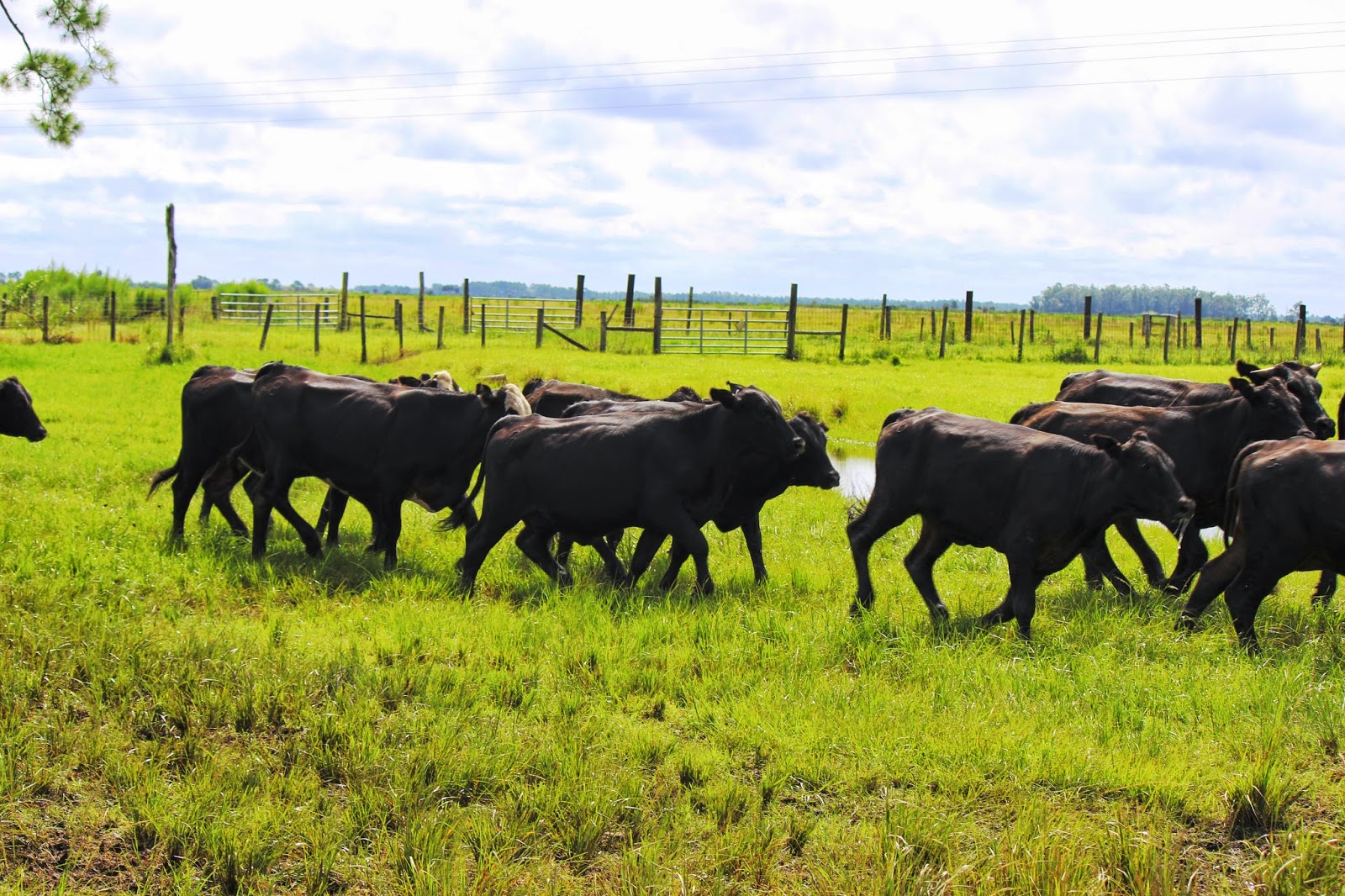 Take Another Road: Hunting and Fishing Babcock Ranch