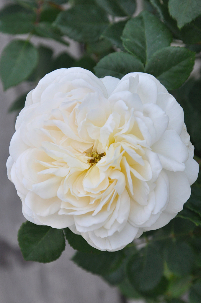 Bland pioner och rosor: Ros Crocus Rose