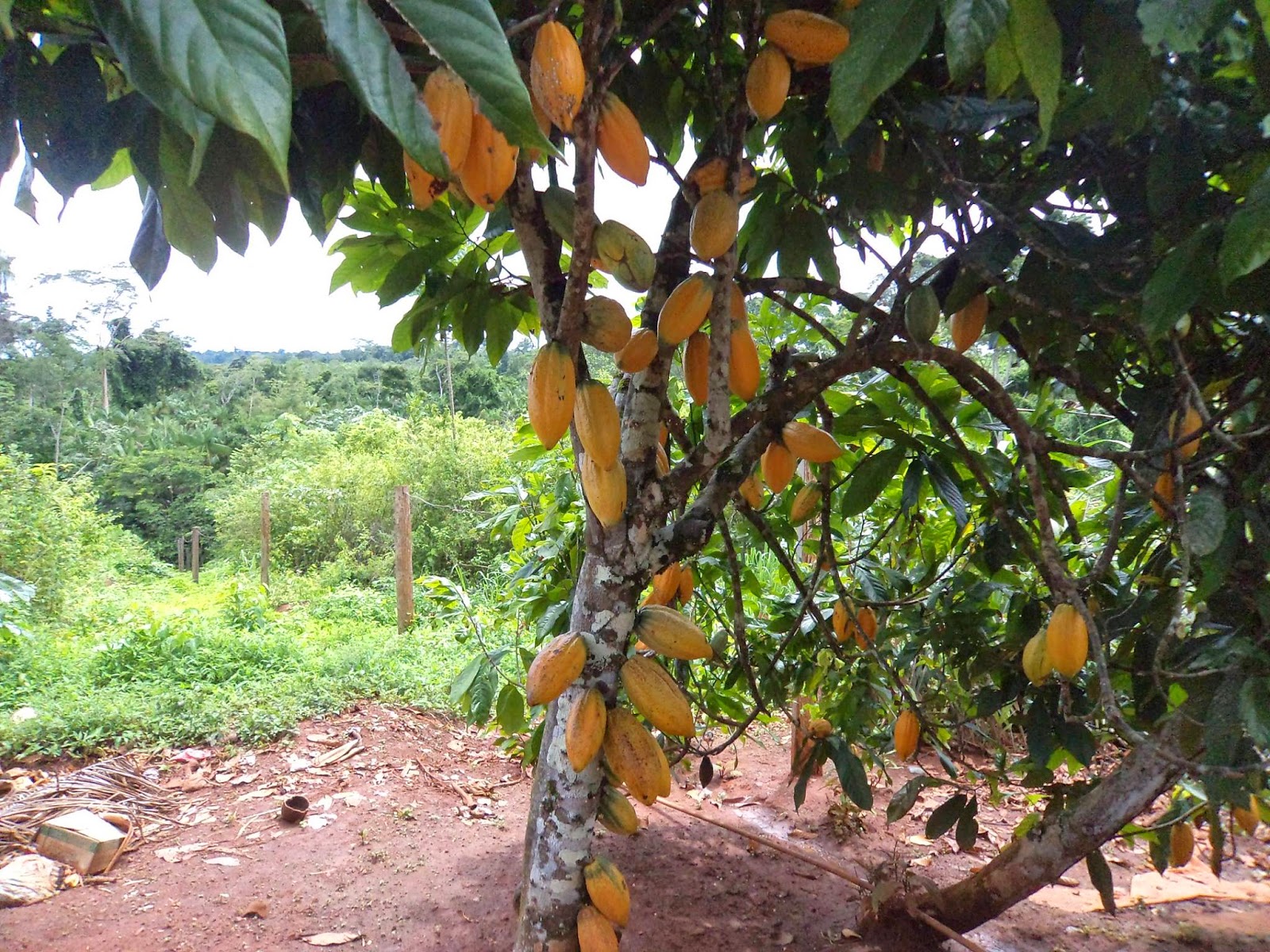 Fazenda Panorama: Cacaueiro - Classificação Botânica