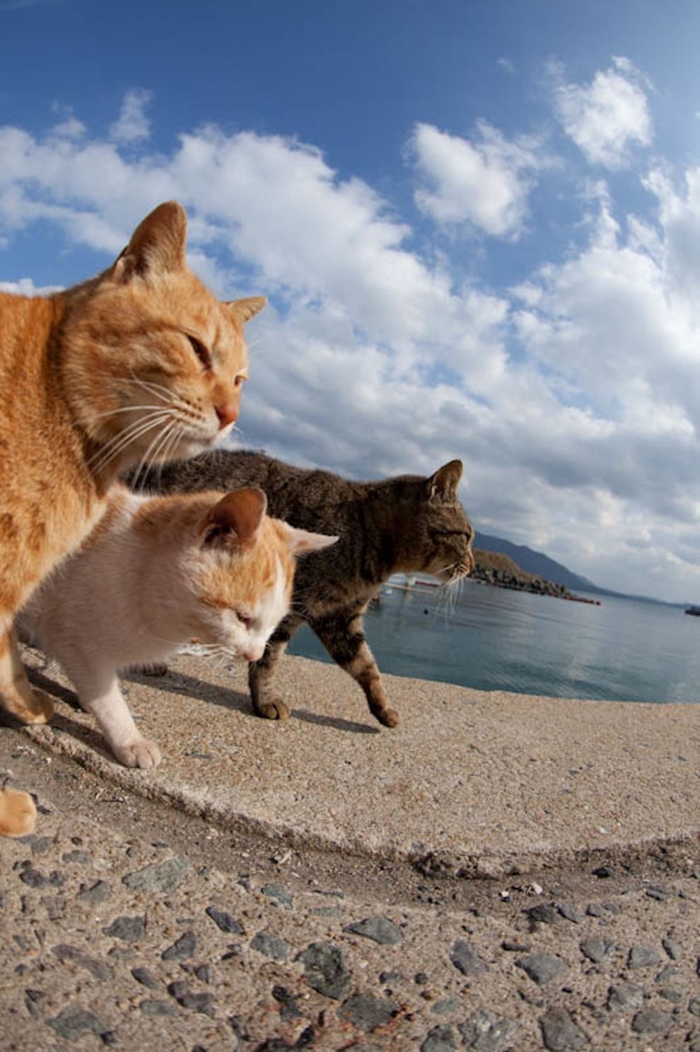 Tashirojima , Syurga Bagi Kucing | wisbenbae