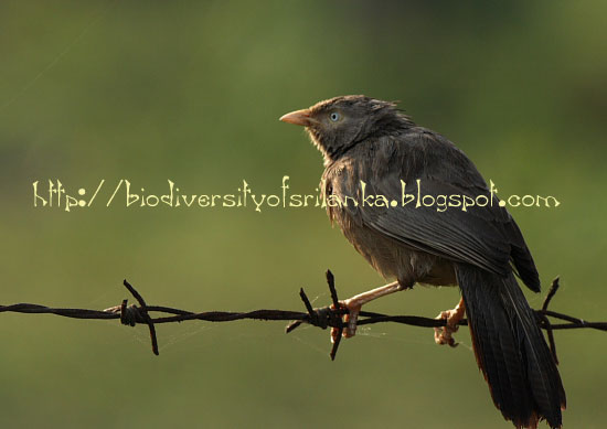 Biodiversity of Sri Lanka: දෙමළිච්චා [Demalichcha]/Yellow-billed ...