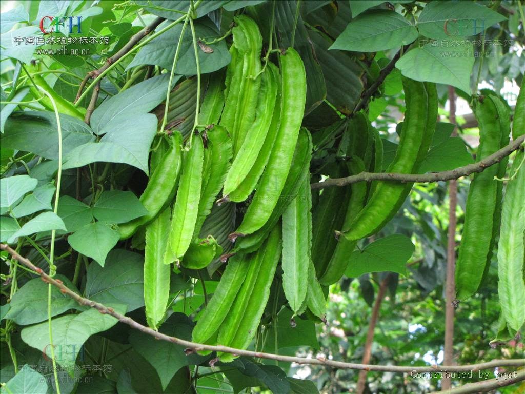 Cara Juragan Cipir Budidaya Tanaman Kecipir (Psophocarpus ...