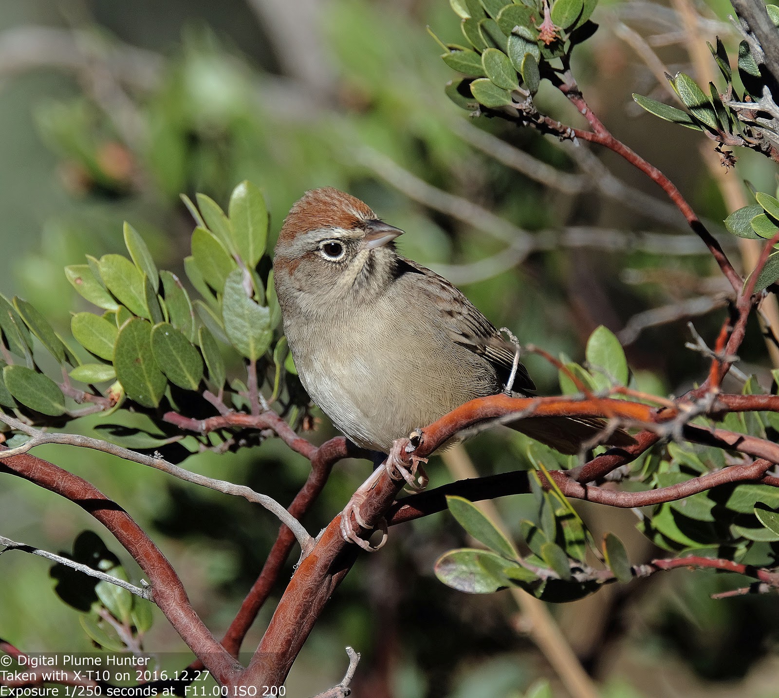 Hunting Digital Plumes in the US and Beyond: Spectacular Sparrows of ...
