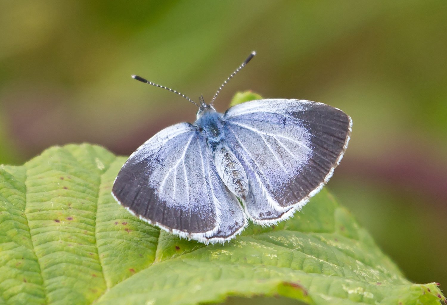 Moths of Boughton-under-Blean