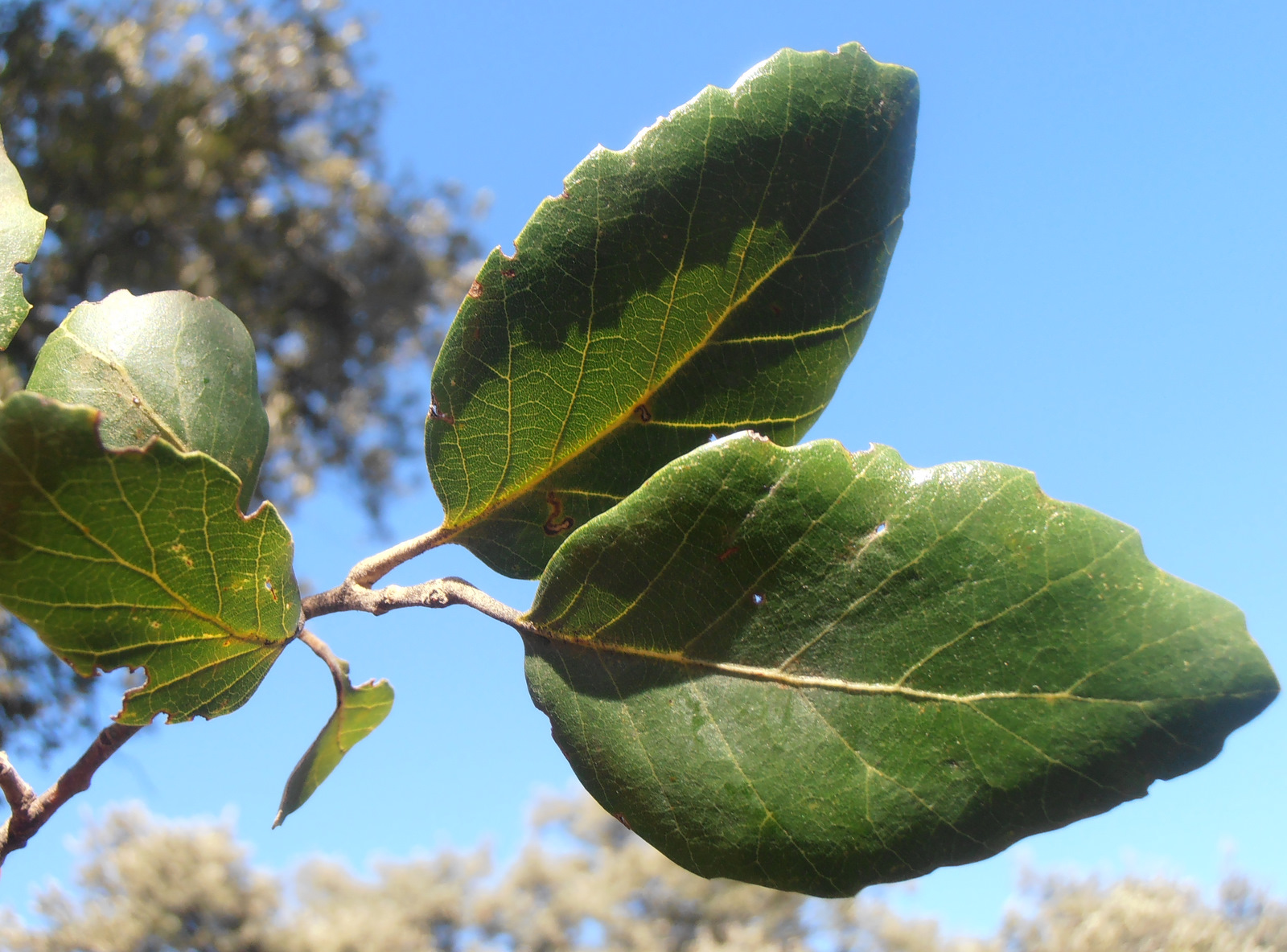 Entre plantas y bichos: Quercus suber (alcornoque)