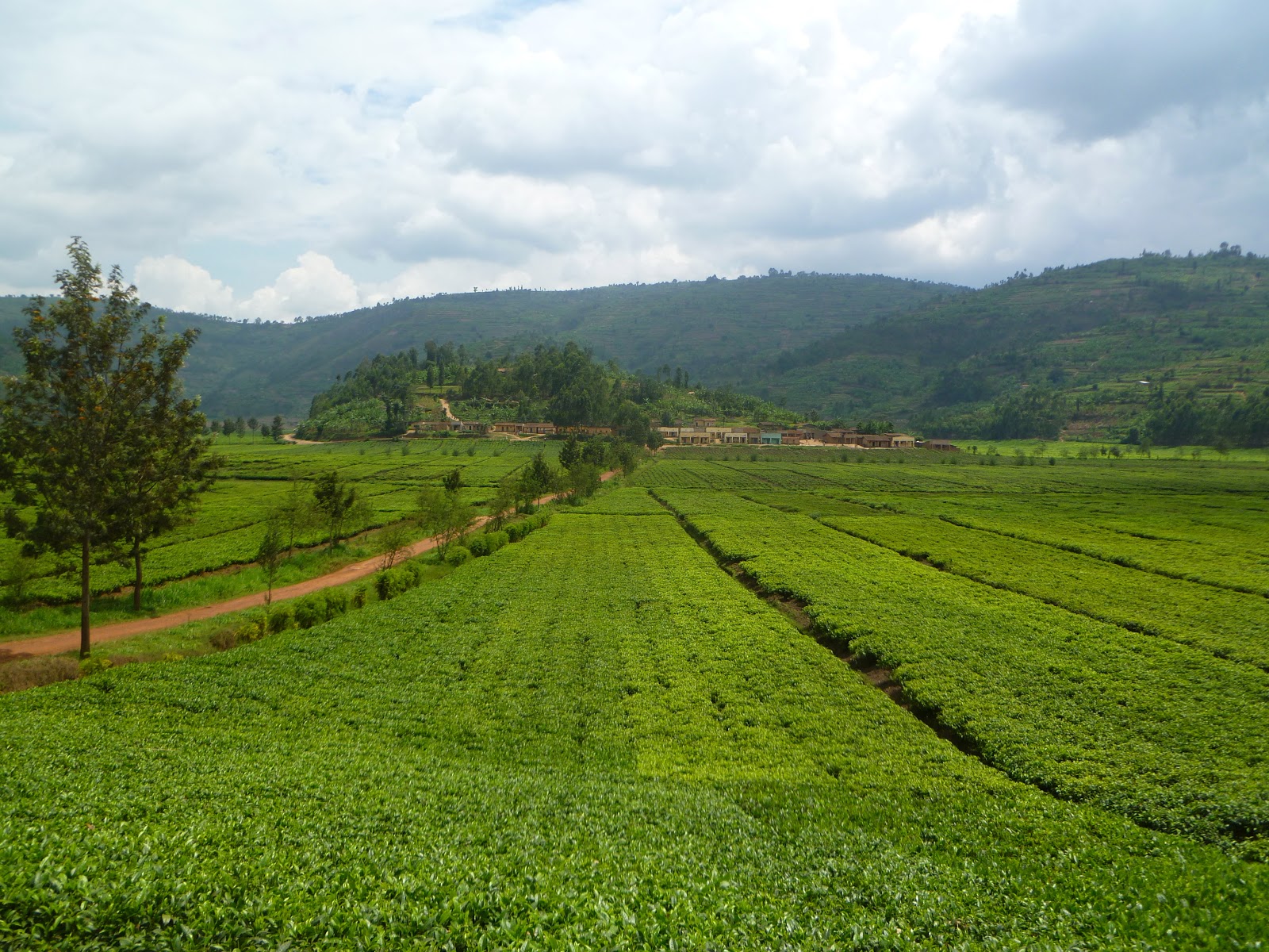 The Kroghs in Kigali!: The Sorwathe Tea Plantation