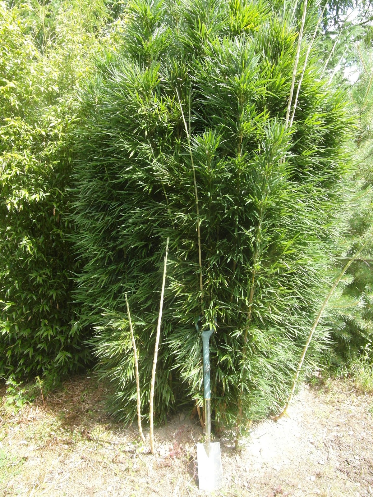 A View From Rural Wales: Bamboo in variety