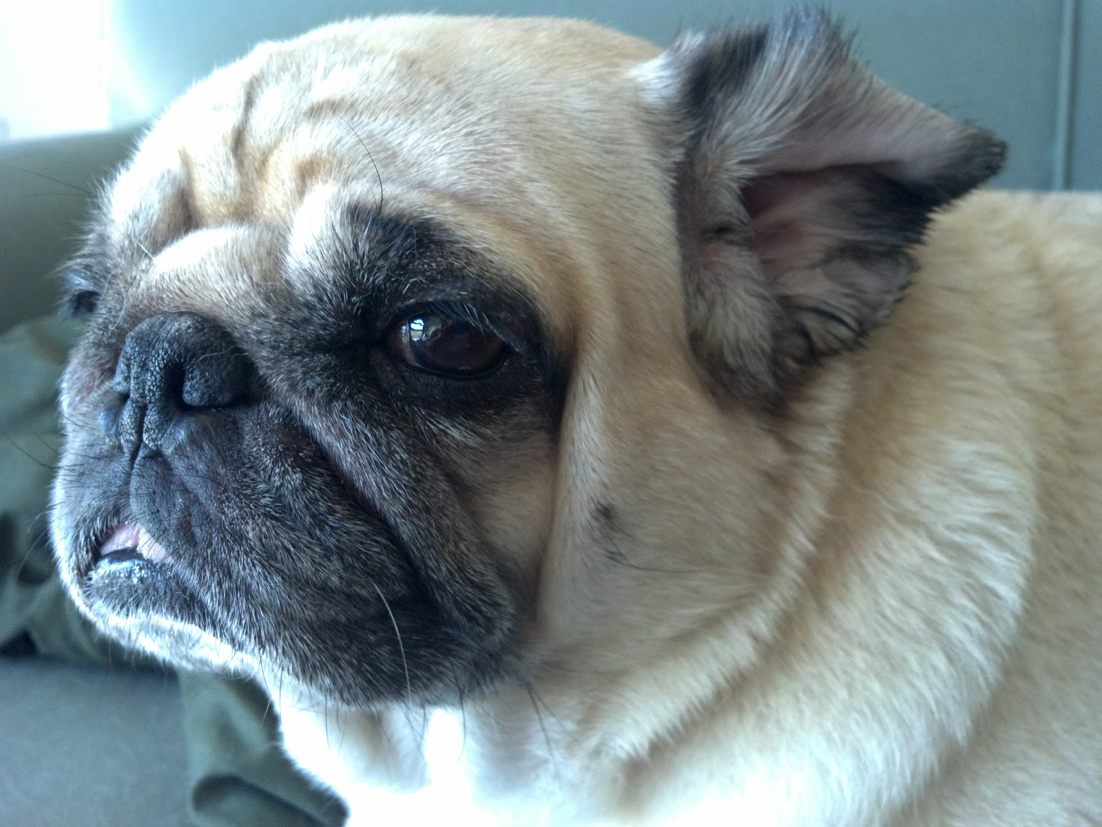 Lil Smug Pug: Happy Easter and Pug Pics