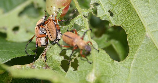 Gardening Granny's Gardening Pages: Rose Chafer Beetles