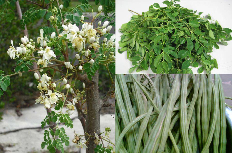 Thoughts Of Me: Malunggay