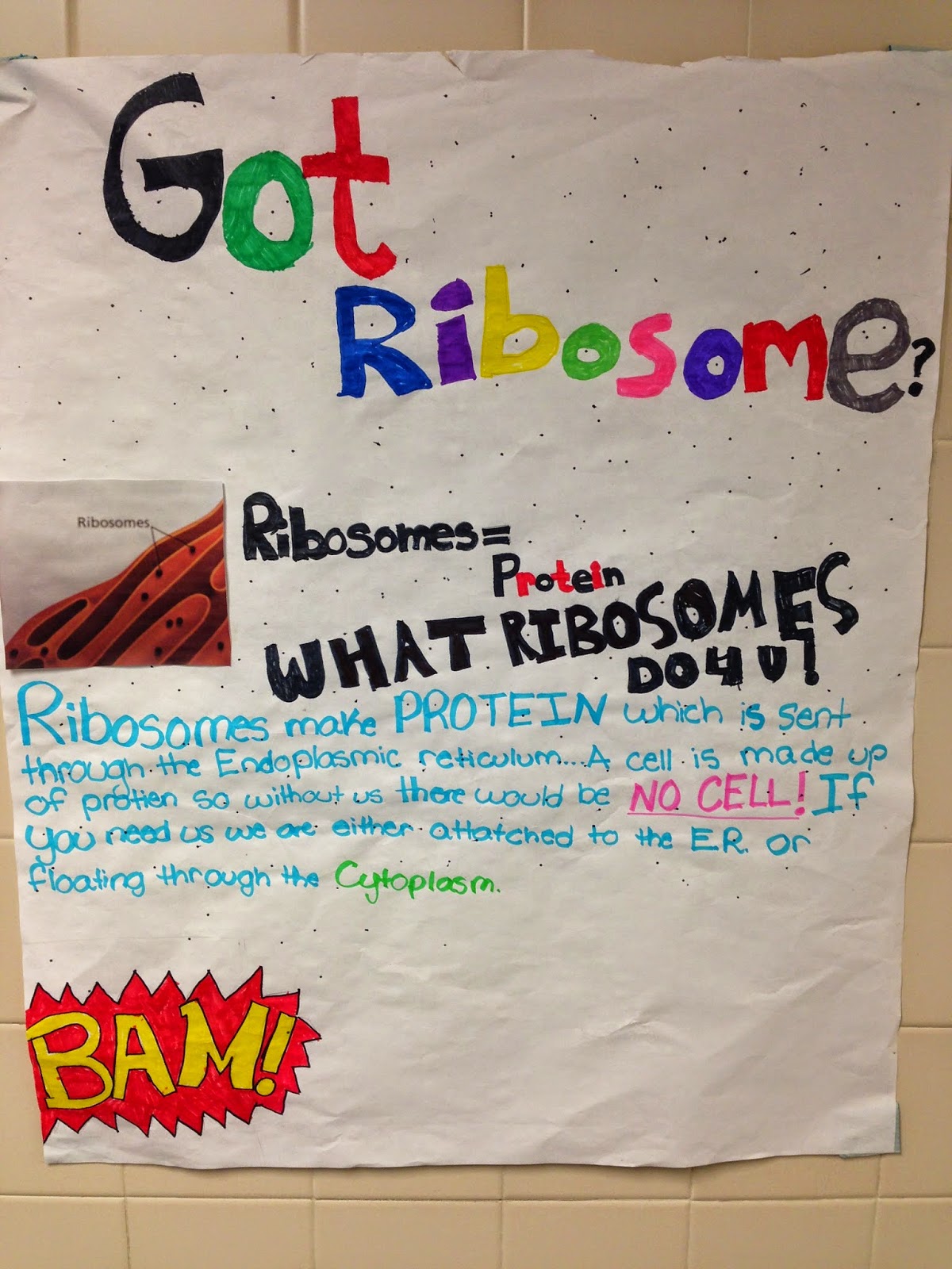 Lessons from a Middle School Science Classroom: The President of the Cell!