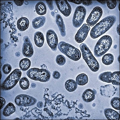 Procariotas - Seres Vivos