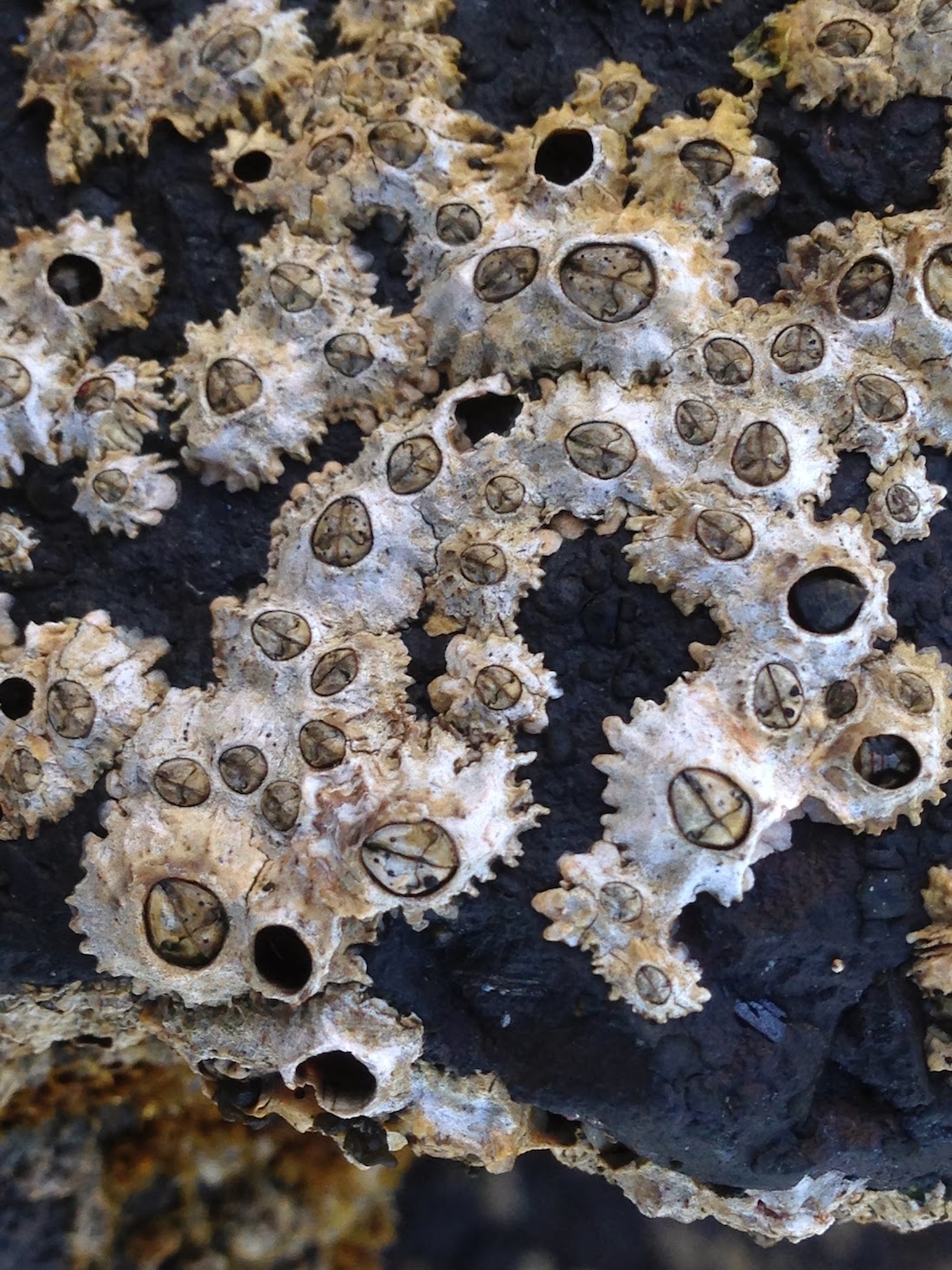 Rafael Microfauna Marina: Chthamalus (Crustáceos: Cirrípedos)