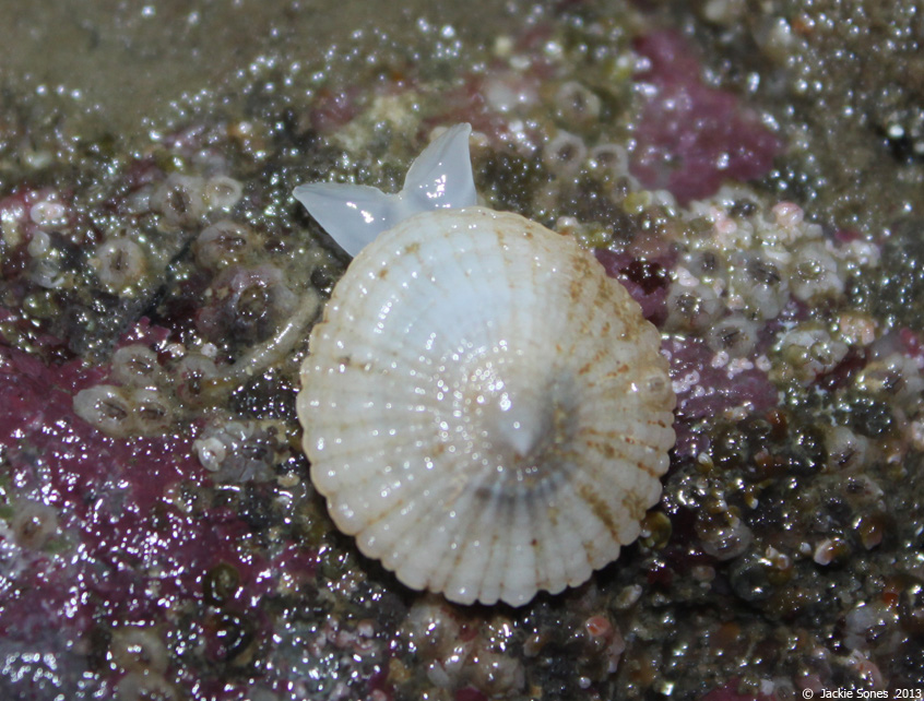 The Natural History of Bodega Head: Out for a stroll