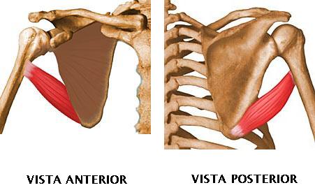 Sistema Muscular: Musculos del hombro