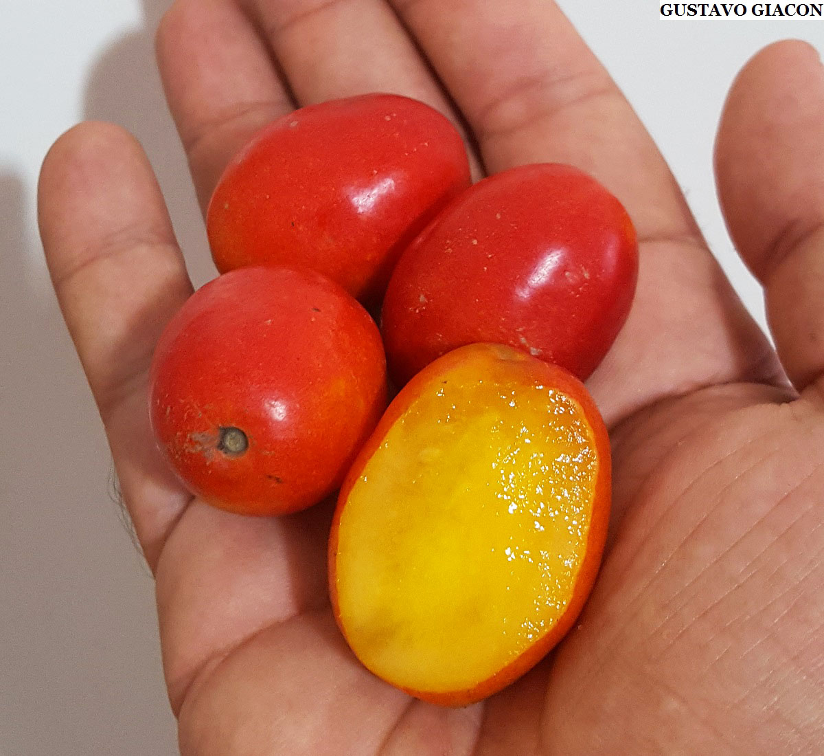 Viveiro Ciprest - Plantas Nativas e Exóticas: Seriguela ou Ciriguela ...